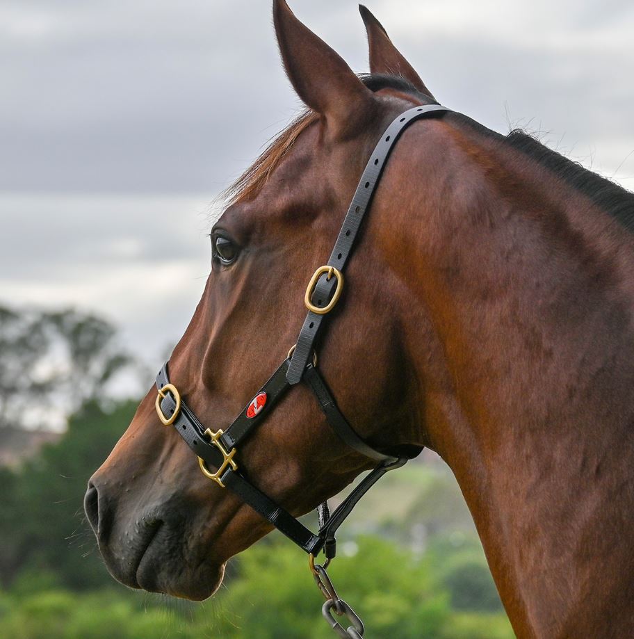 Zilco PN Halter – Hewitt & Whitty Saddlery