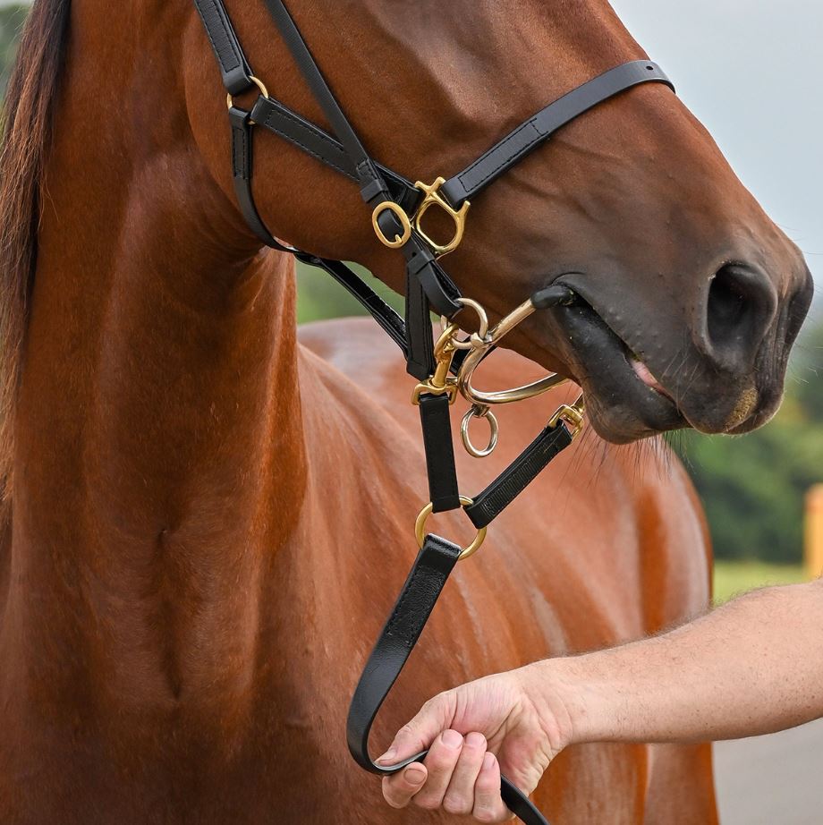 Zilco Race Day Lead – Hewitt & Whitty Saddlery