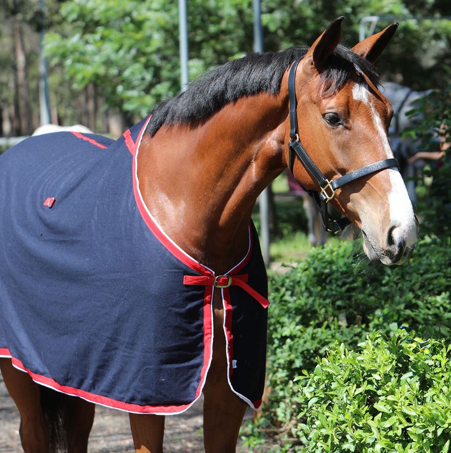 Zilco Stadium Wool Rug – Hewitt & Whitty Saddlery